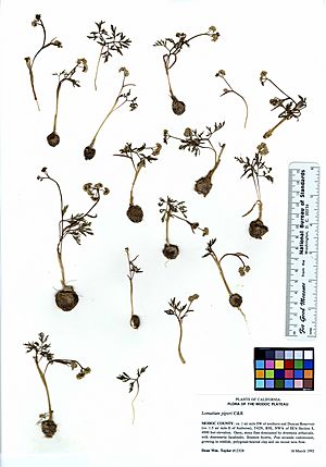 Indian biscuitroot Facts for Kids