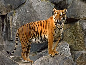 Indochinese tiger Facts for Kids