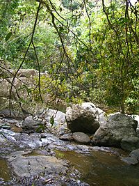 Cañas River (Ponce, Puerto Rico) Facts for Kids