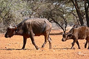 African buffalo Facts for Kids