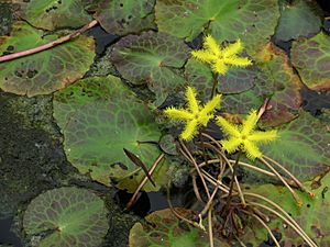 Wavy marshwort Facts for Kids