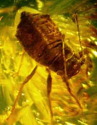 Aphid Facts for Kids