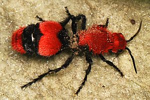 Red velvet ant Facts for Kids
