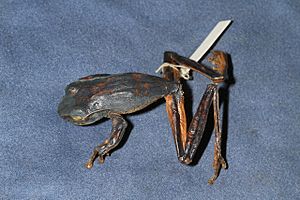 Highland tree frog Facts for Kids