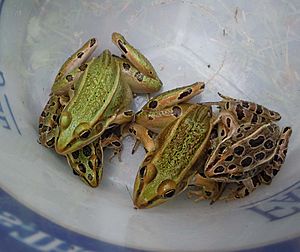 Northern leopard frog Facts for Kids