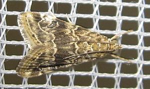 Cabbage webworm Facts for Kids