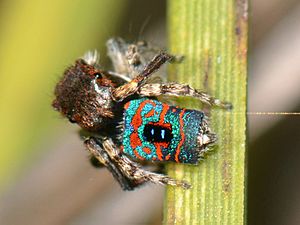 Banksia peacock spider Facts for Kids