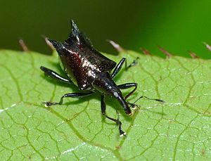 Black spined weevil Facts for Kids