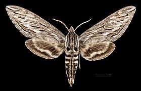 Canadian sphinx Facts for Kids