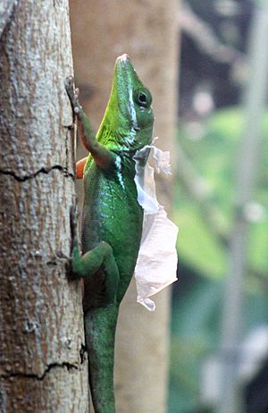 Anolis ecomorphs for Kids