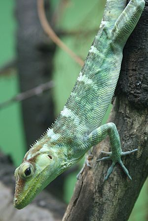 Anolis ecomorphs for Kids