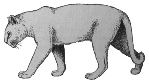 Panthera Facts for Kids