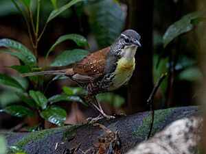 Rusty-belted tapaculo Facts for Kids