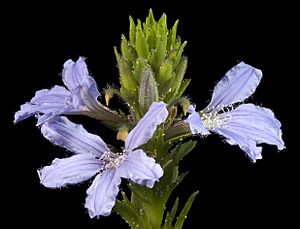 Scaevola nitida Facts for Kids