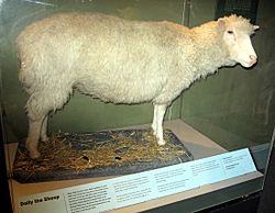 Dolly (sheep) Facts for Kids