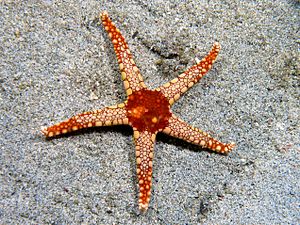 Starfish Facts for Kids