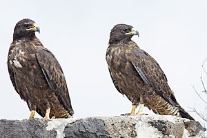 Galapagos hawk Facts for Kids
