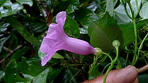 Ipomoea batatoides Facts for Kids
