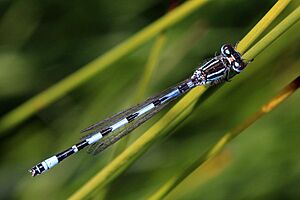 Southern damselfly Facts for Kids