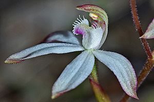 Early caladenia Facts for Kids