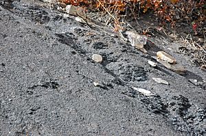 Benton Shale Facts for Kids
