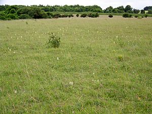 Martin and Tidpit Downs Facts for Kids