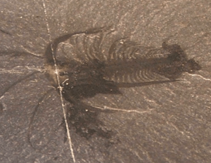 Cambrian Facts for Kids