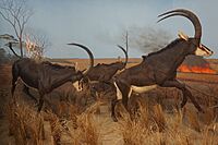 Sable antelope Facts for Kids