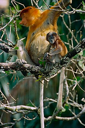 Proboscis monkey for Kids