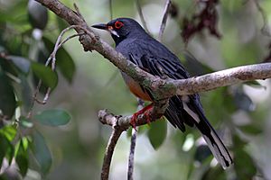 Red-legged thrush Facts for Kids
