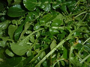 Watercress Facts for Kids