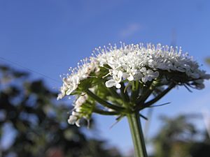 Bunium bulbocastanum Facts for Kids