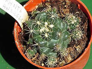 Coryphantha Facts for Kids