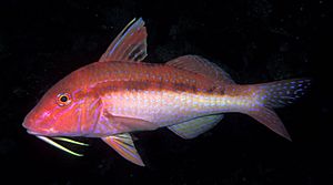 Blue-striped mullet Facts for Kids