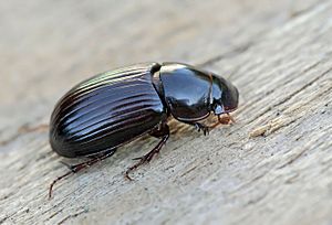 Night-flying dung beetle Facts for Kids