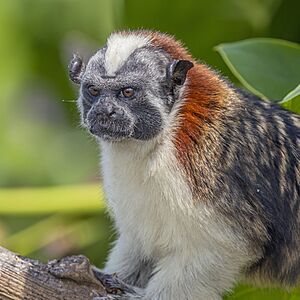 Geoffroy's tamarin Facts for Kids