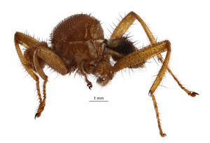 New Zealand bat fly Facts for Kids