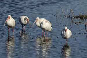 American white ibis Facts for Kids
