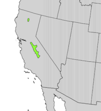 Staphylea bolanderi Facts for Kids