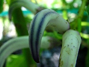 Cyanea (plant) Facts for Kids