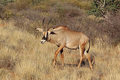 Roan antelope Facts for Kids
