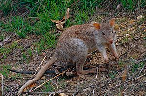 Rufous rat-kangaroo Facts for Kids