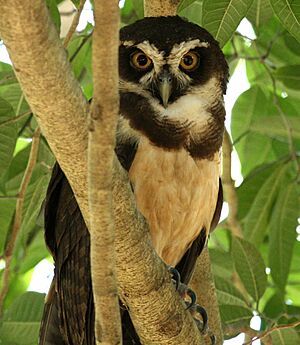 Spectacled owl Facts for Kids