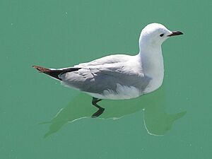 Hartlaub's gull Facts for Kids