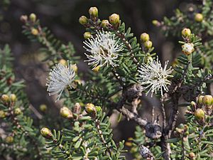 Melaleuca sparsiflora Facts for Kids