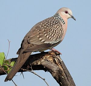 Spotted dove Facts for Kids