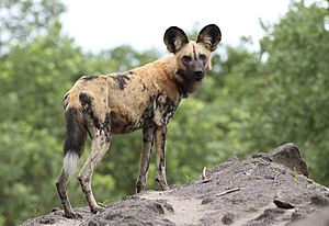 African wild dog Facts for Kids