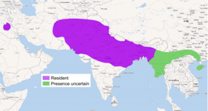 Small Indian mongoose Facts for Kids