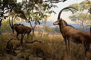 Giant sable antelope Facts for Kids