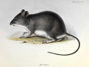 Waterhouse's swamp rat Facts for Kids